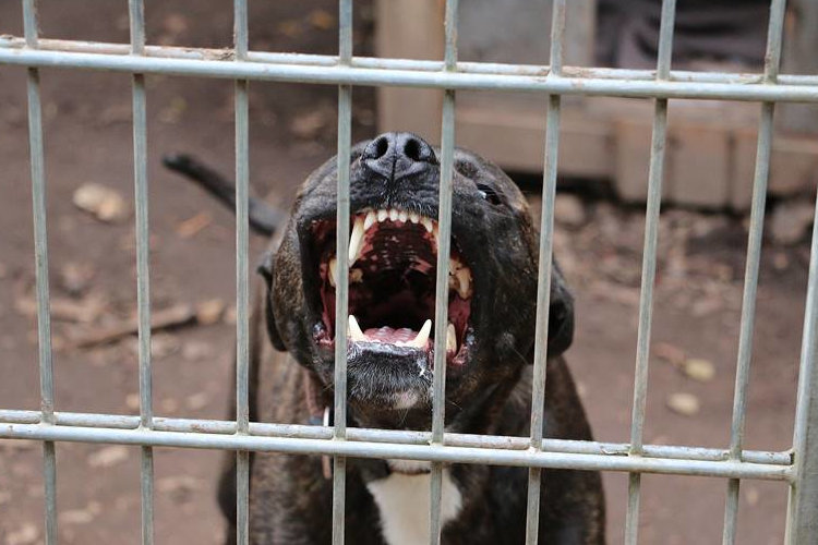 “One Free Bite Rule” for dogs | Gladish Law Group